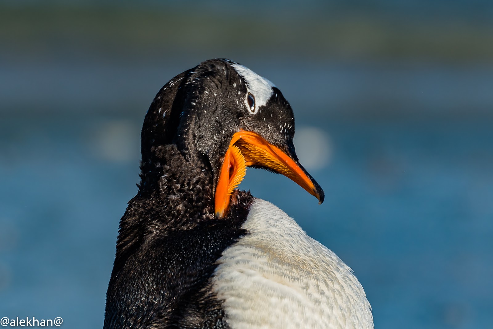 Pájaros, Pajarracos: Pingüino papúa (FA)