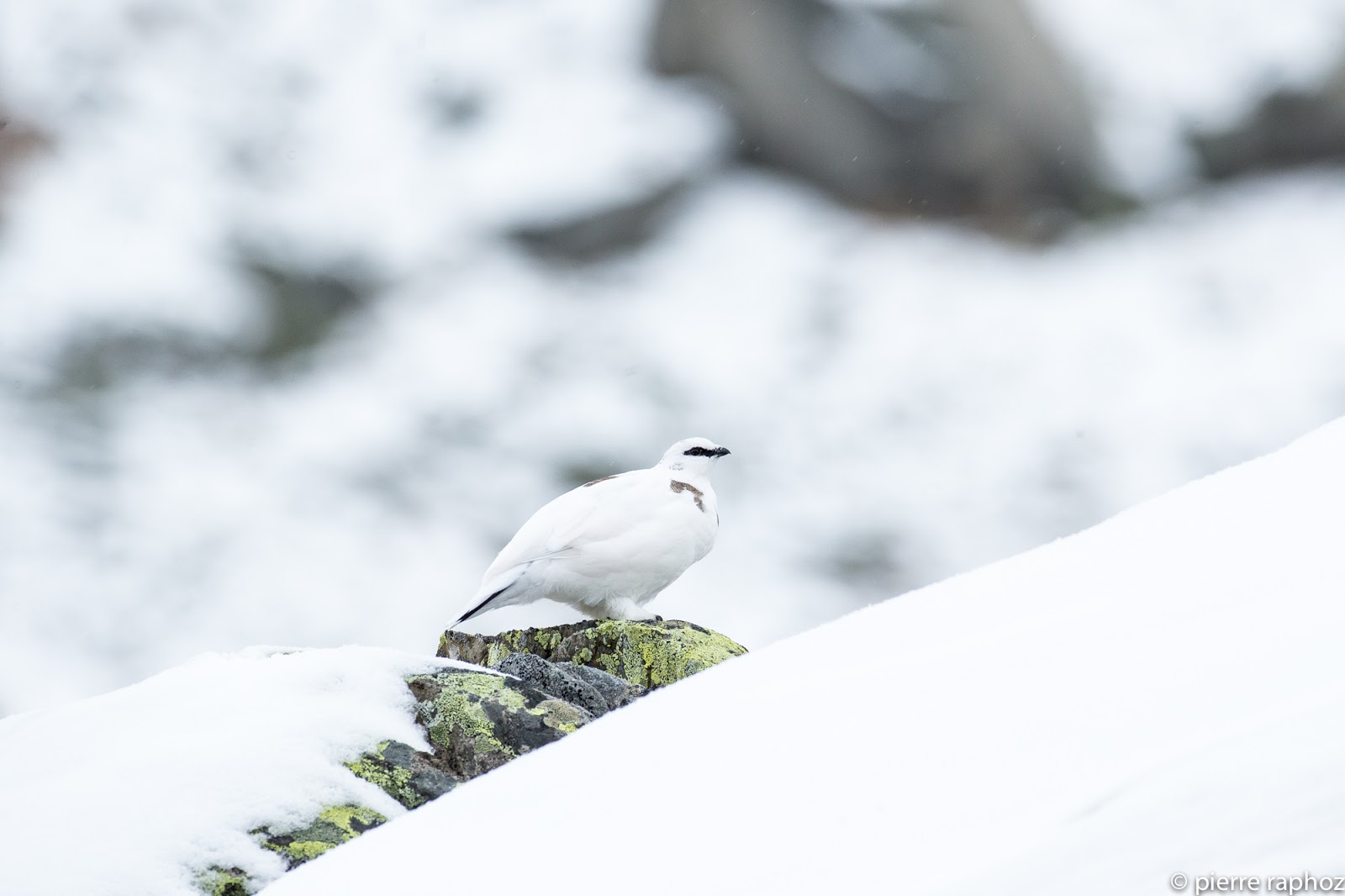 photo absolut: La perdrix blanche!!!