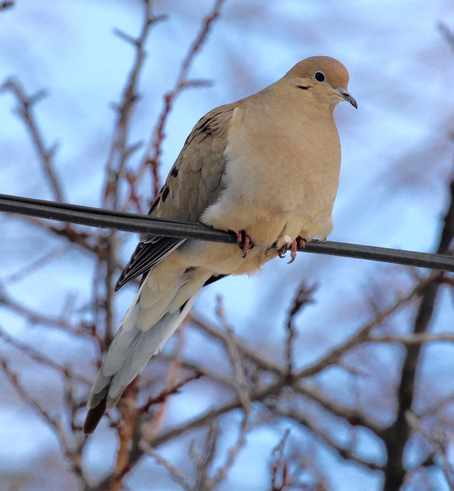 Chris Siddle - Okanagan Birder: Birds of Vernon and the North Okanagan ...