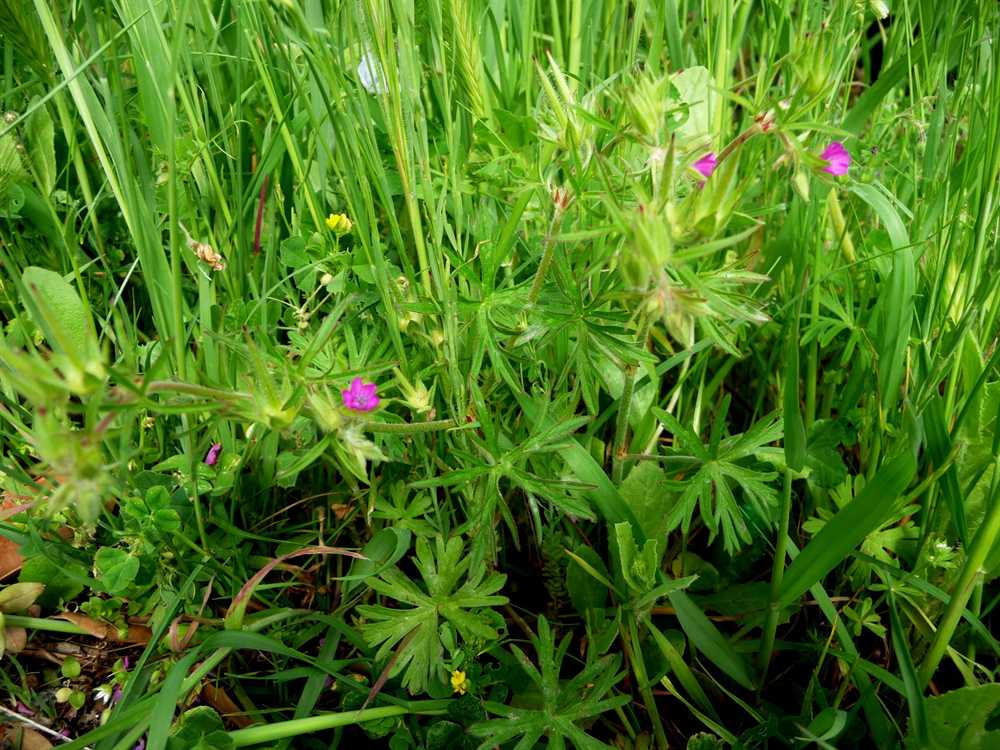 r o b i n 's y a r d: Geranium dissectum
