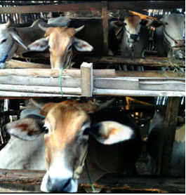 KARAKTERISTIK DAN PERAWATAN SAPI PERANAKAN ONGOLE (PO) - Guru Ilmuan