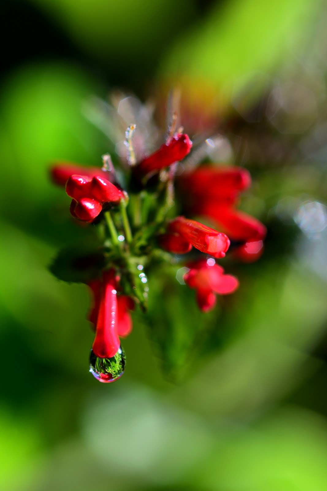 Russelia Sarmentosa 3