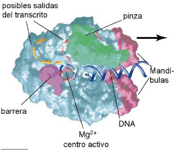 ḼїδβӚϯЧ ᴙ ⱥ ¶ ¶ ¶ ¶: 6.2 ORGANISMOS EUCARIÓTICOS