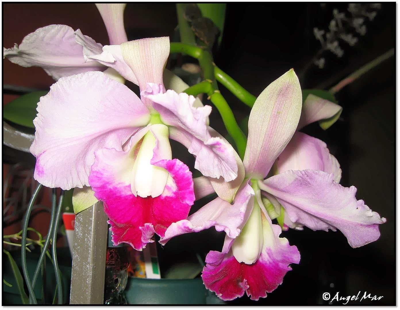 Orquídeas Blog de Angel Mar: Cattleyas (Cuidados básicos)