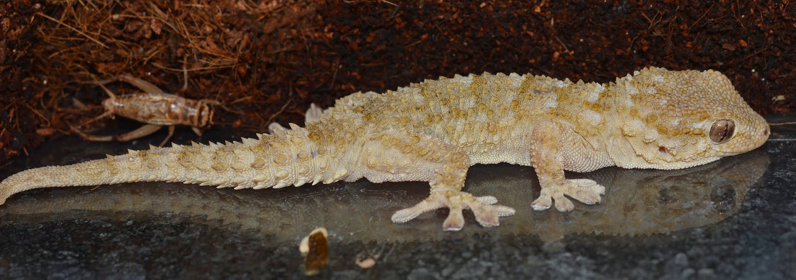 Diaz Lab Reptiles: Geckos