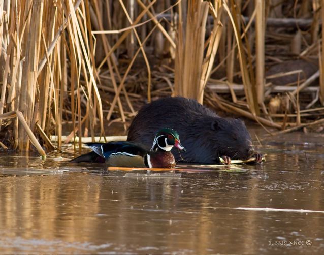CEDAR RIDGE - A DOOR TO THE SUPERIOR NATIONAL FOREST: BEAUTY & THE ...