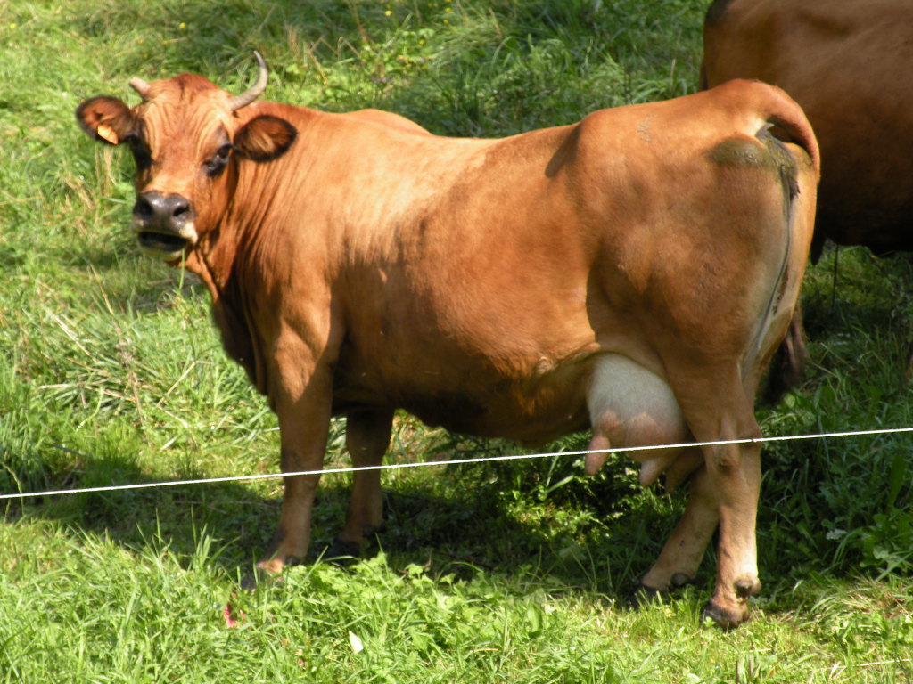 Vachement belles: Vaches tarines