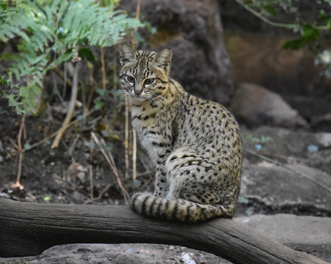 ZOOTOGRAFIANDO (6.100 ANIMALS): GATO DE GEOFFROY / GEOFFROY´S CAT ...