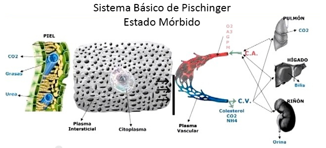 ~ Medicina biológico-naturista