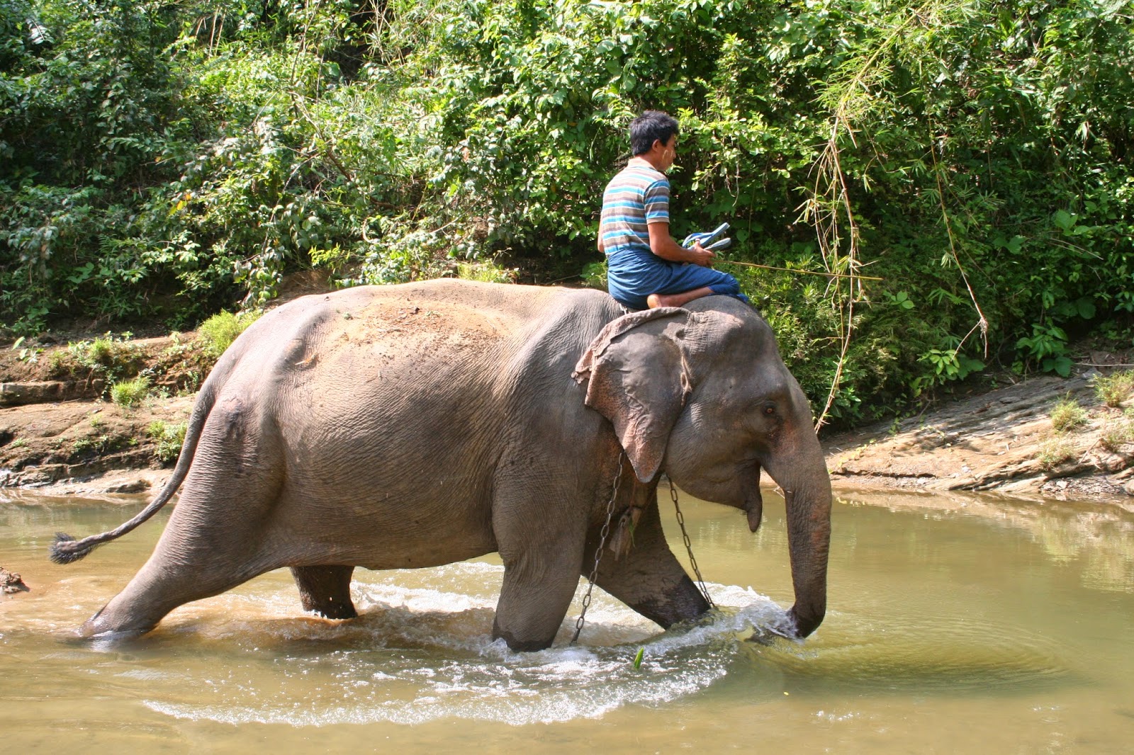 1000 Amazing Places: #683 Working Elephant/Elephant Worker's Camp ...