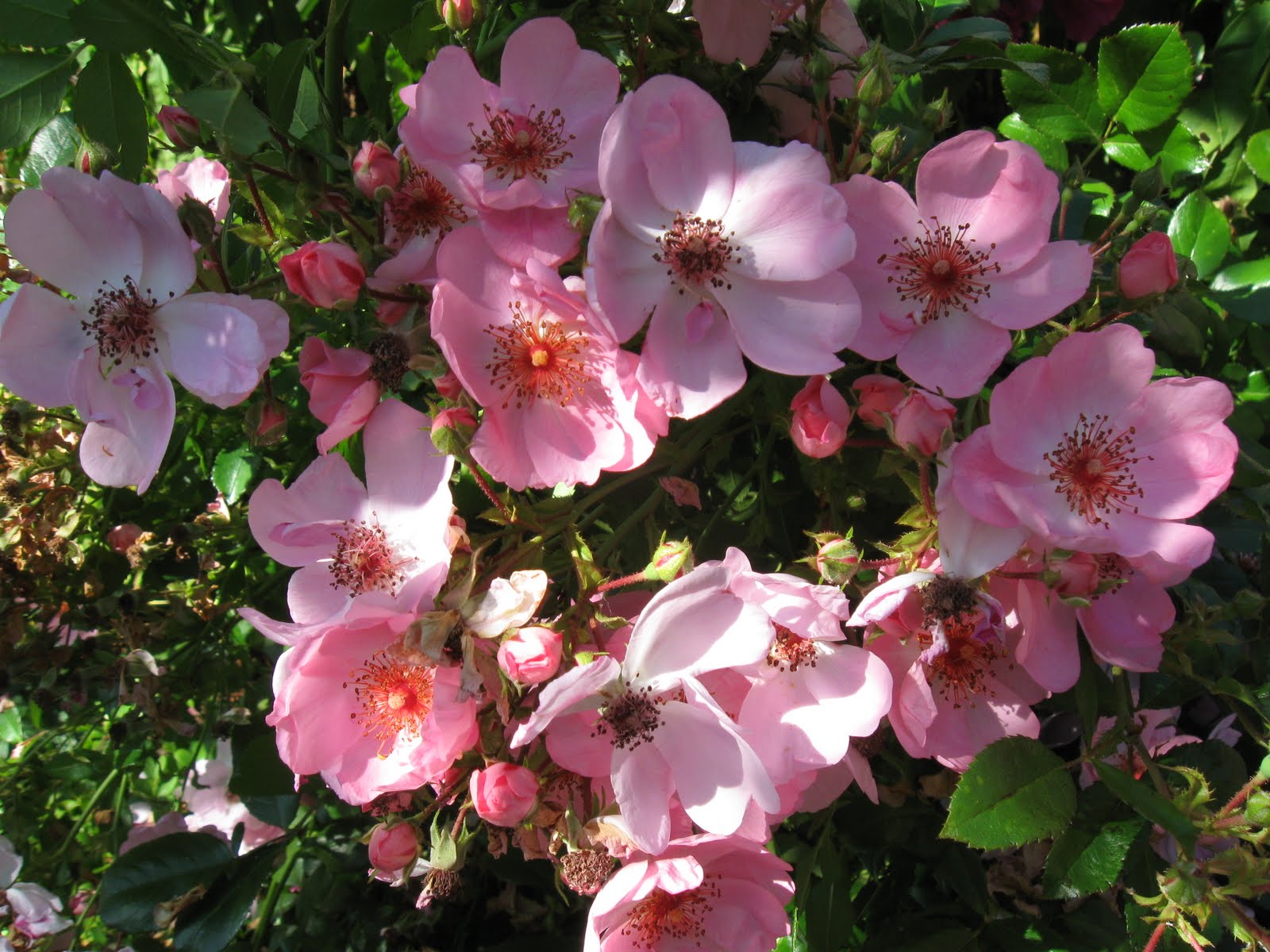 ROYAL TOUCH: A visit to Moon Rose Antiques...