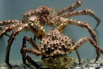 blogfish: Killer crabs invade antarctic shallows