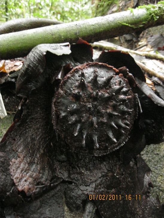 Kids EXPLORING: Gunung Gading National Park, Rafflesia