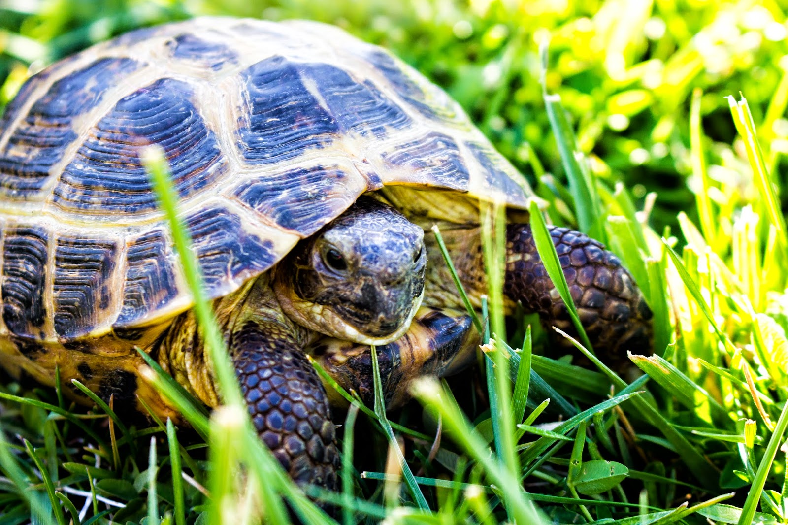 Counting Pinecones: Tortoise On A Half Shell