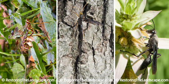 Restoring The Landscape With Native Plants: Insect Diversity ...