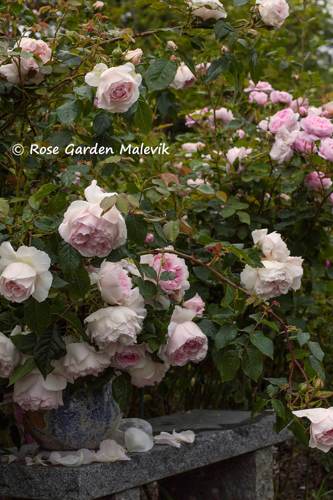 ROSE GARDEN Malevik: "Pionros" ~ The Wedgwood Rose
