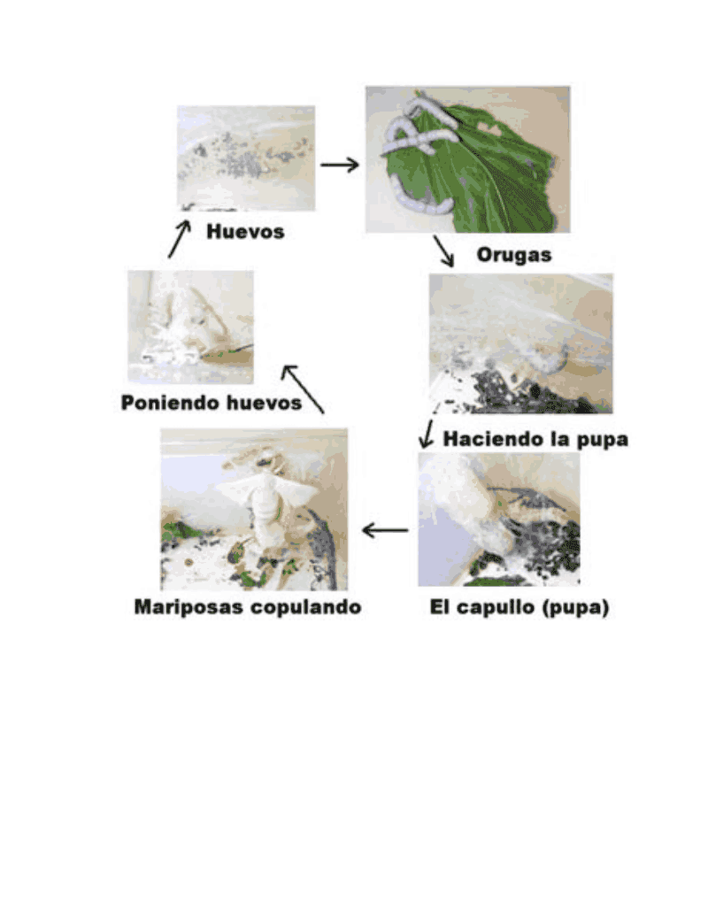 APRENDIENDO Y JUGANDO: PROCESO DE REPRODUCCIÓN DE LA MARIPOSA