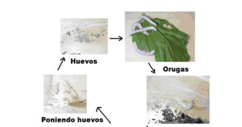 APRENDIENDO Y JUGANDO: PROCESO DE REPRODUCCIÓN DE LA MARIPOSA