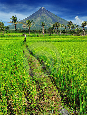 the archives: President Duterte to Revive Masagana 99, Ph Road to Rice ...