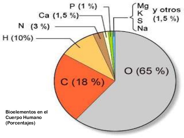 Elementos químicos en nuestro cuerpo: Biolementos primarios y sus ...
