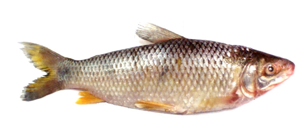 Mega Pesca !!! : julio 2011