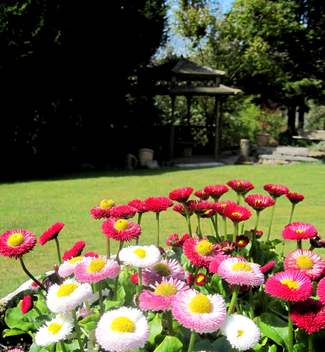 Flutterby Patch: Around the garden