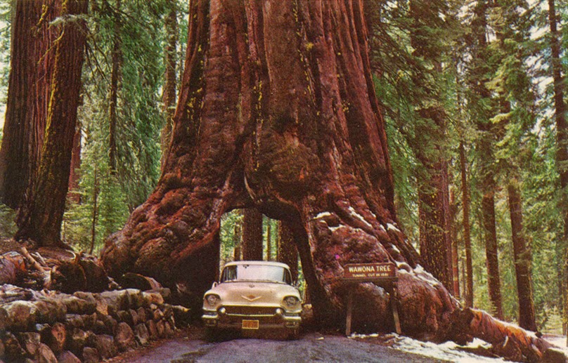 Moon to Moon: The Wawona Tunnel Tree...