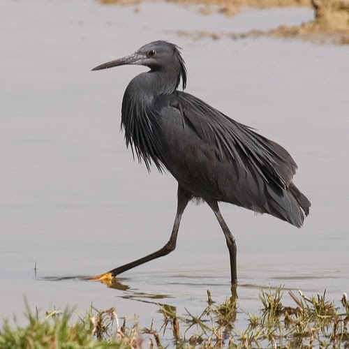 Aves: LA GARZA NEGRA