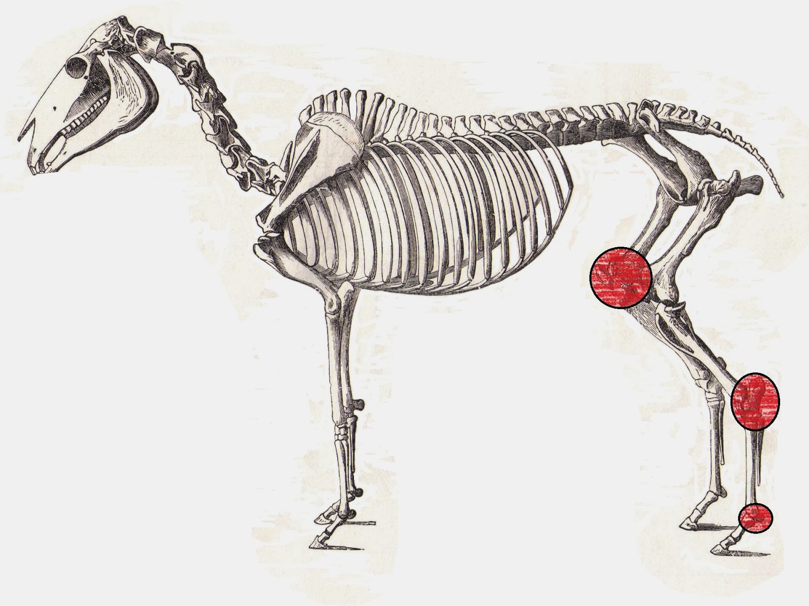 A LECUYER Ostéopathe Equin et Humain: Ostéochondrose de croissance