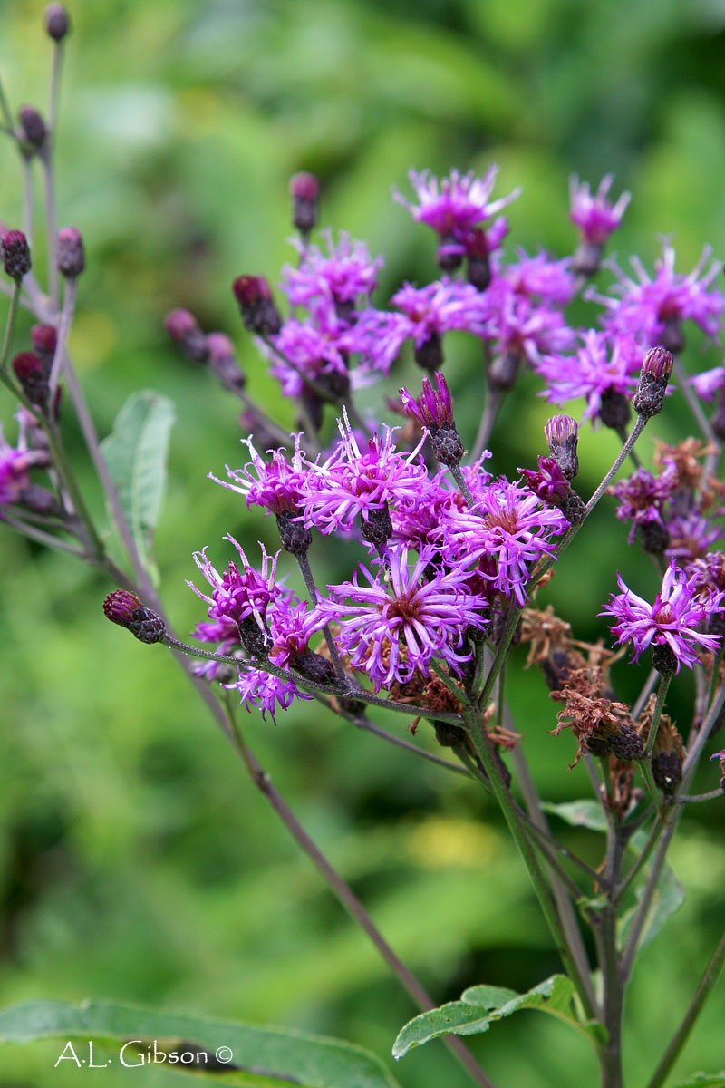 The Buckeye Botanist: Prairie Ironweed (Vernonia fasciculata)