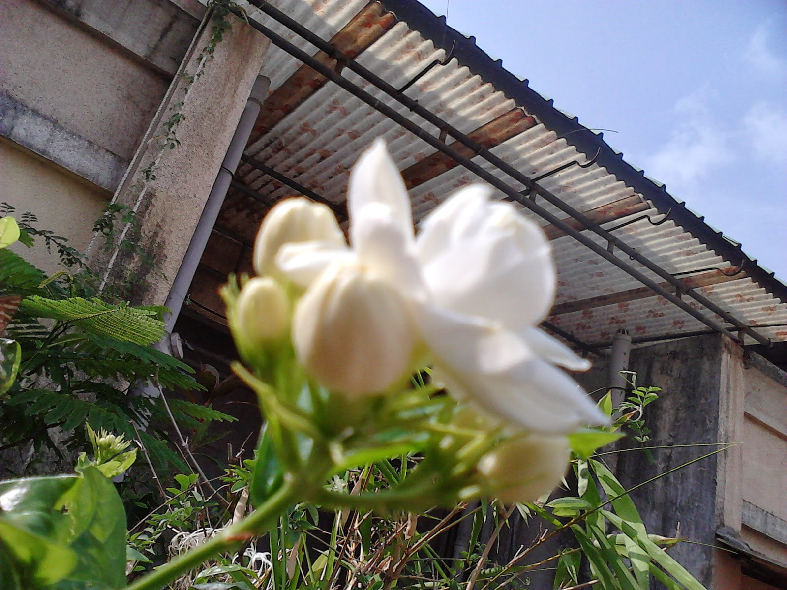 Garden Care Simplified: Healthy Raat Ki Rani Plant Night Blooming ...