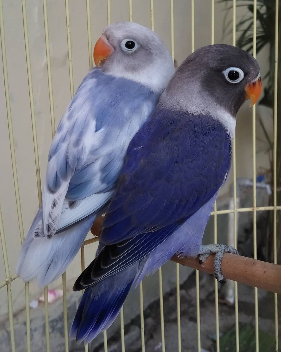 Harga Terbaru Lovebird Biru Violet Resmi Di Kota Semarang, Surabaya dan ...