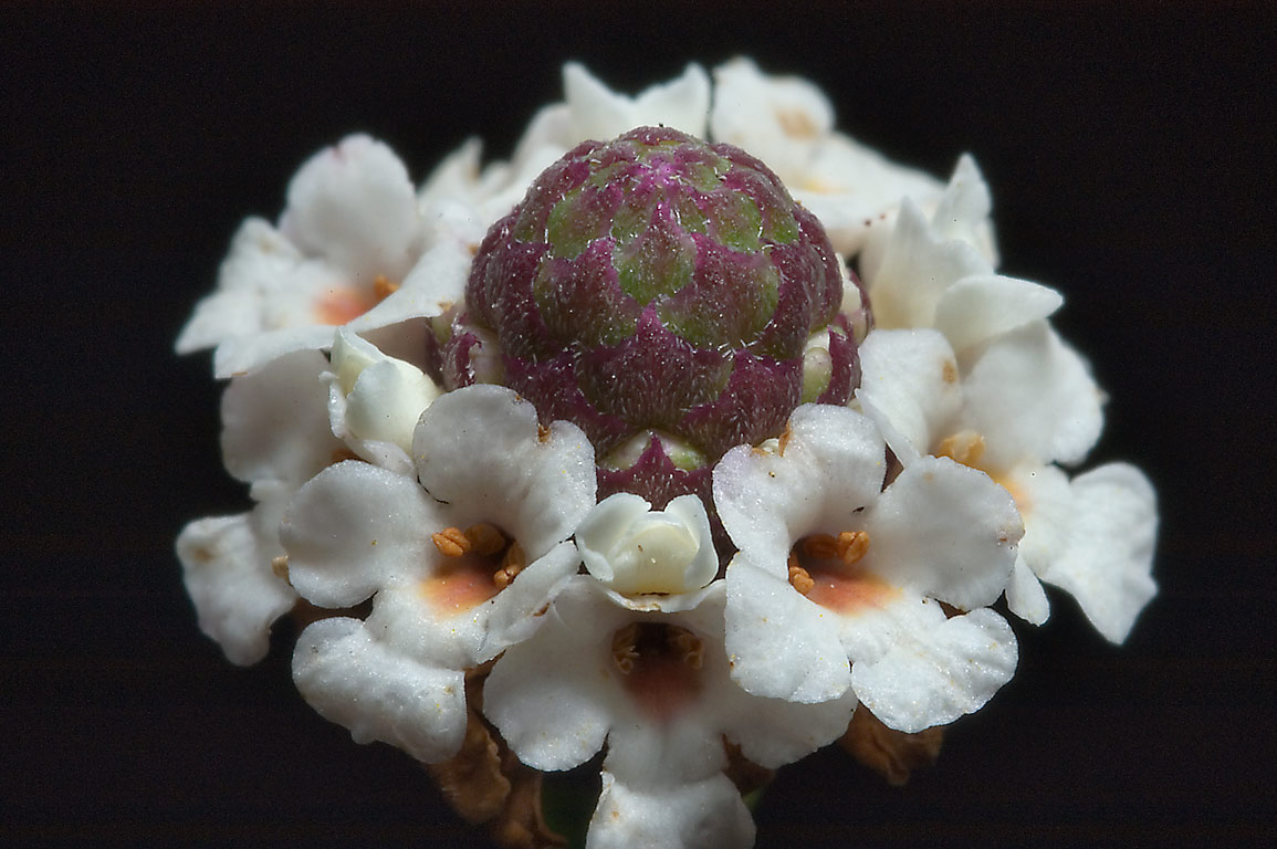 Herbal plants: Best gift of nature.: FROG FRUIT