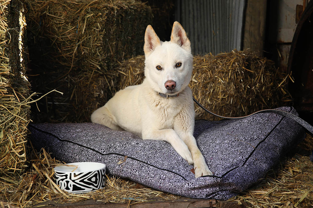 Outback Tails New Pet Range Features Indigenous Design | Australian Dog ...