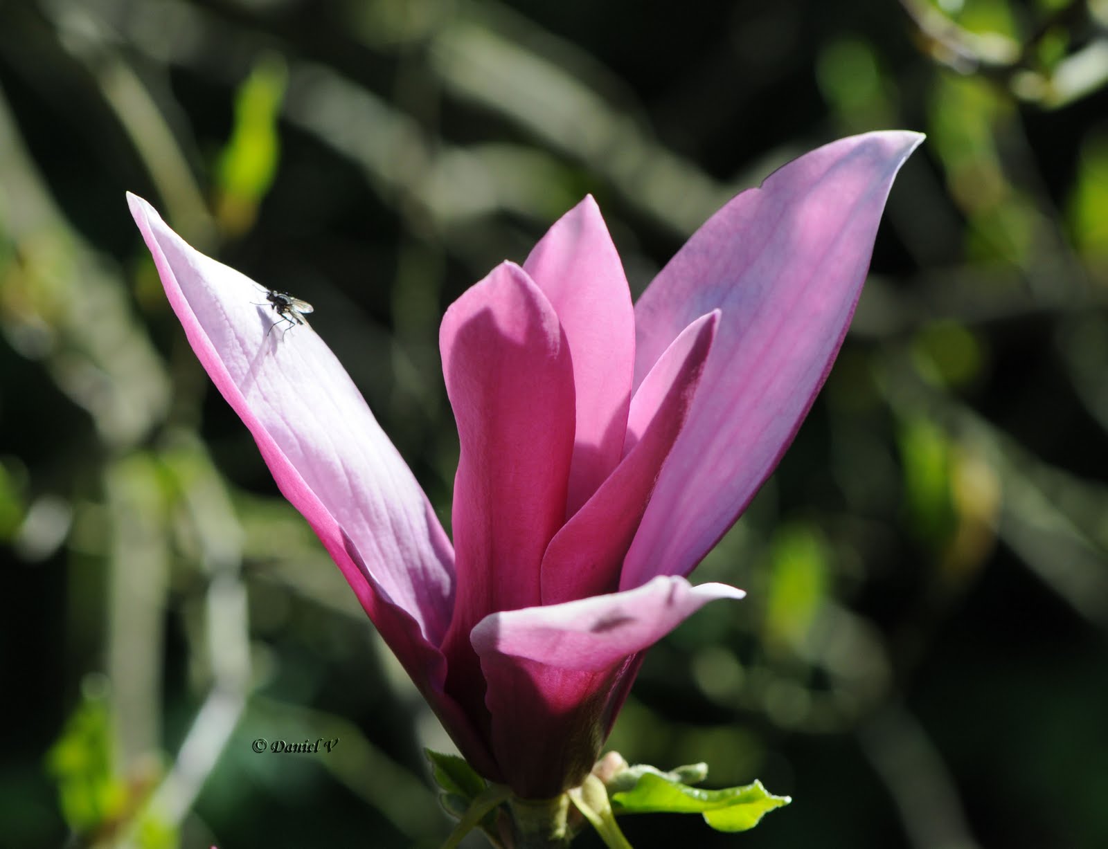 Macrophoto plaisir passion: Magnolia lilliflora (Lily magnolia)