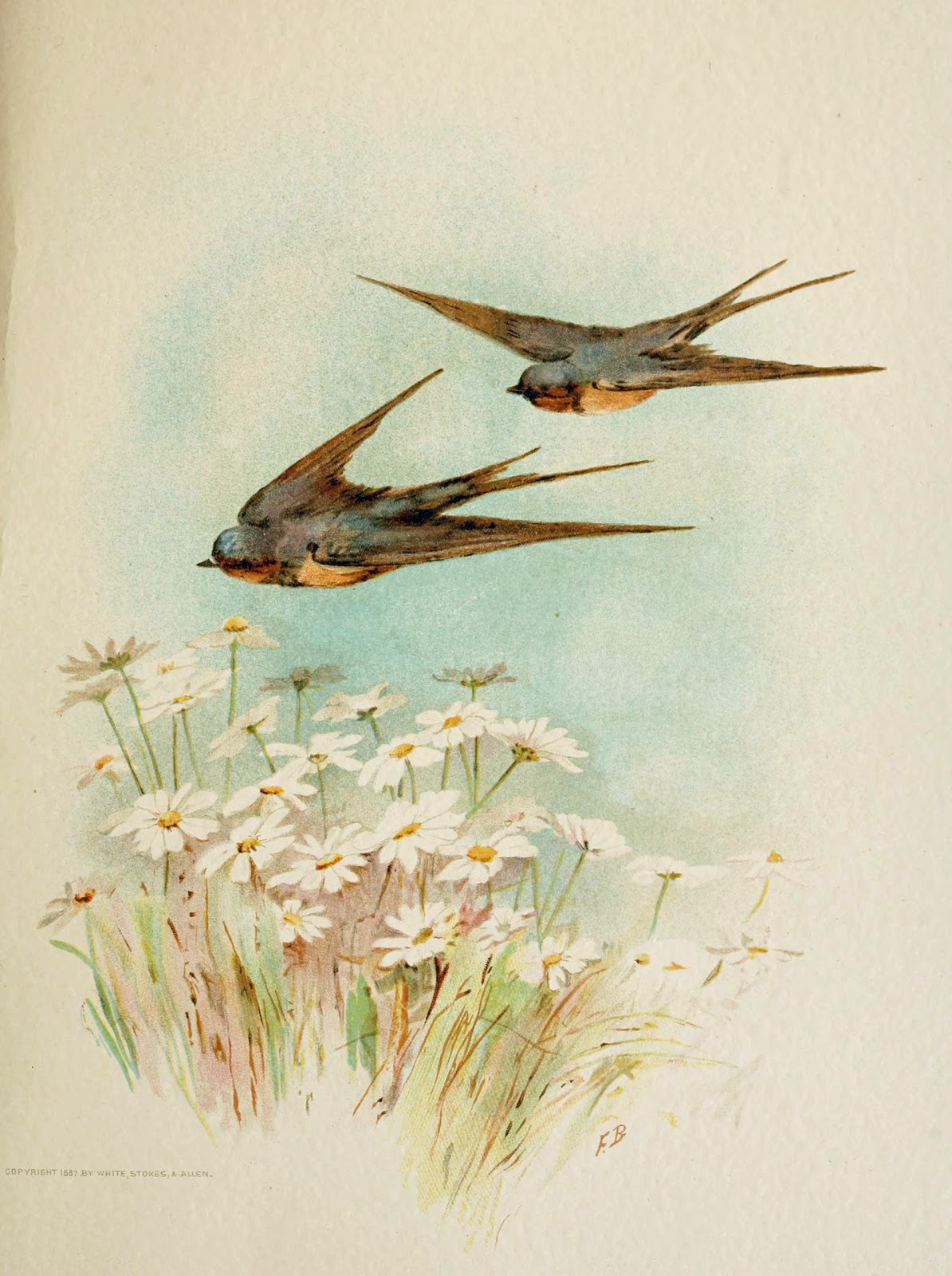 Vintage Ephemera: Colored Illustration, Swallows and Daisies, 1887