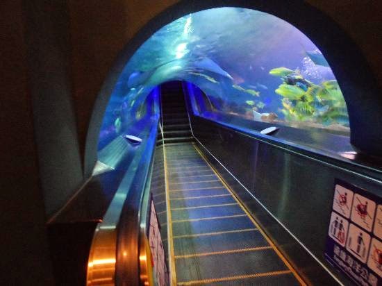 Dunbar and Boardman: Five of the world’s most Impressive Escalators