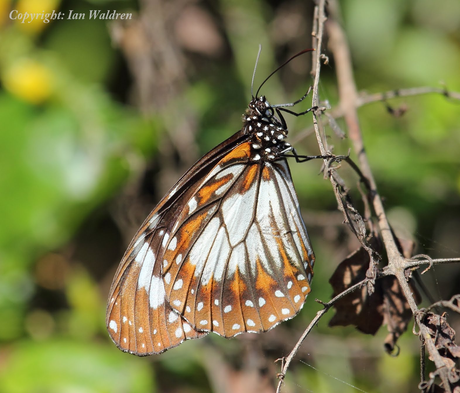 WILD TROPICAL QUEENSLAND: Butterflies