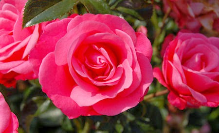 The Presurfer: 10 Interesting Facts About Roses To Blow Your Mind