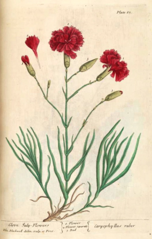 MALINALLI · herbolaria médica: CLAVEL, carnation - Dianthus caryophyllus