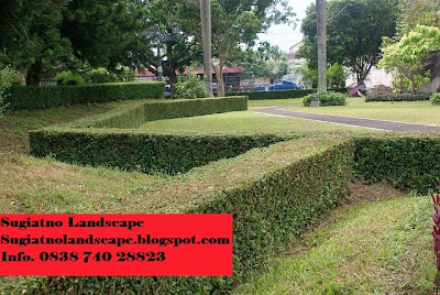 Pohon tehtehan | bibit teh-tehan | Jual tanaman pagar | jenis tanaman ...