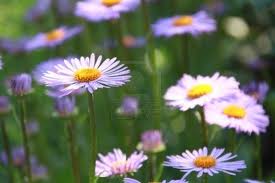 Alkimia Sanadora: MANZANILLA AZUL