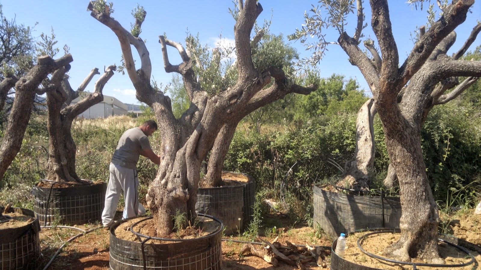 ΦΥΤΩΡΙΑ ΔΕΛΤΑ NURSERIES DELTA TREES LTD: ΕΛΙΕΣ - OLEA EUROPAEA - ALBERO ...