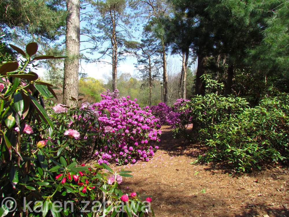 Brueckner Rhododendron Gardens: PJM Rhododendrons Blooming Now at the BRG