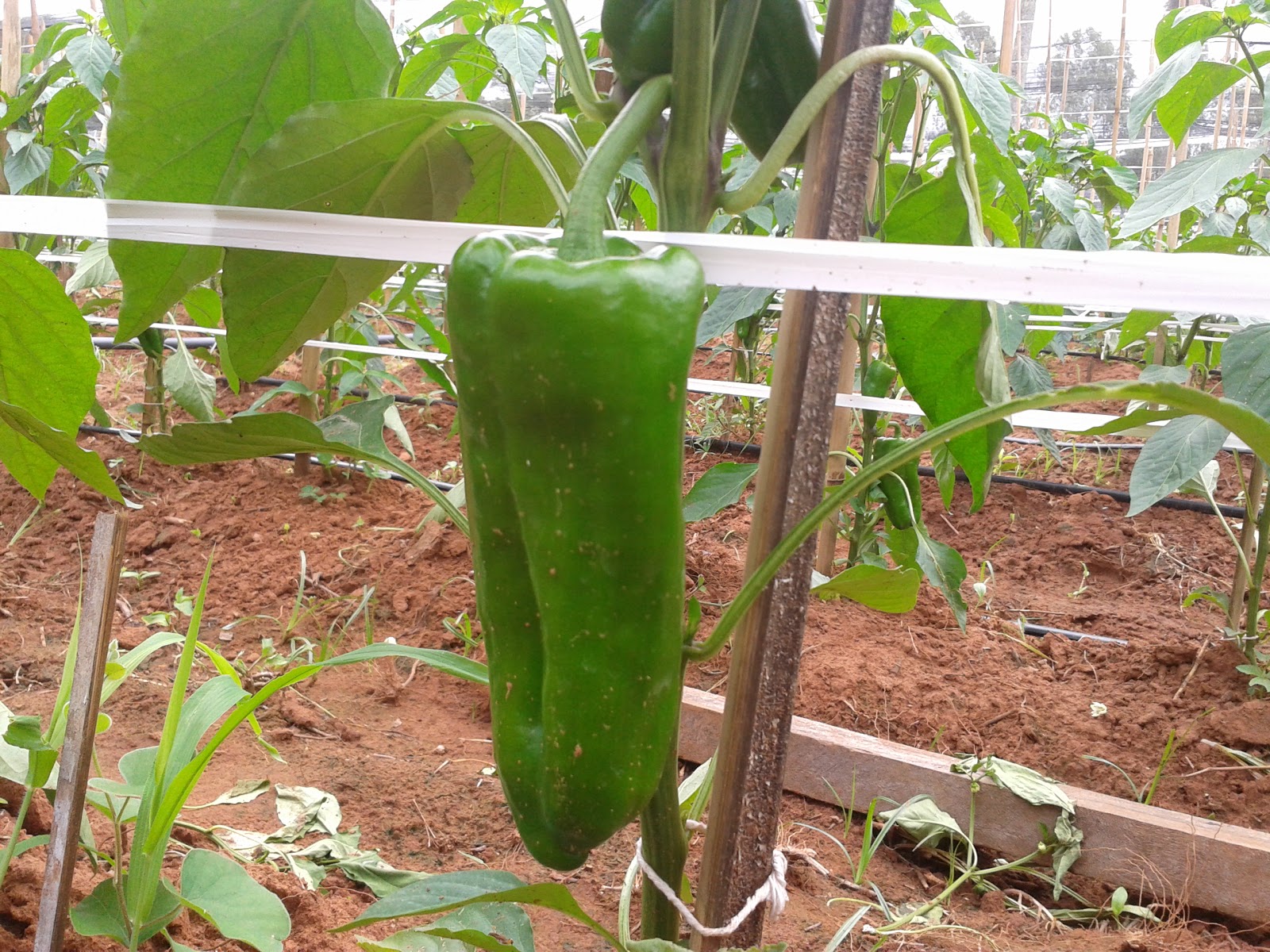 Paraguay: un milagro americano!: Locote paraguayo con calidad de ...