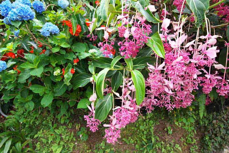 Ryukyu Life: 15 Images from Yohena Hydrangea Gardens