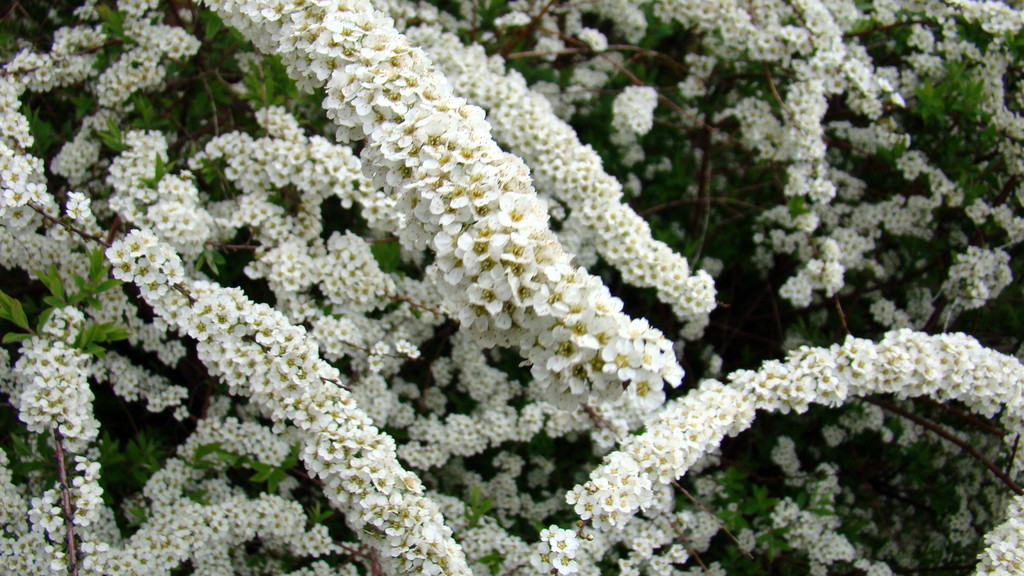 Biosfera vegetal.: Espirea (Spiraea sp.).