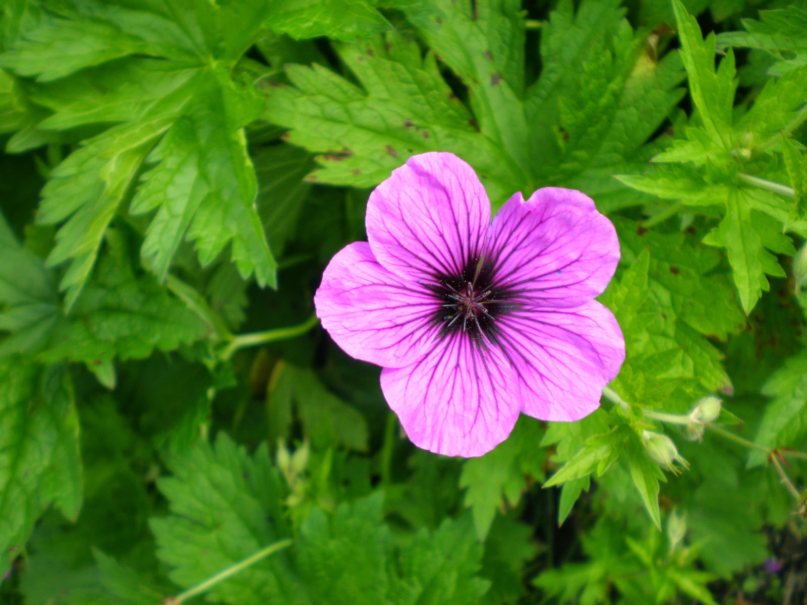 In de Brummeltuun: Rozen Geraniums en meer.