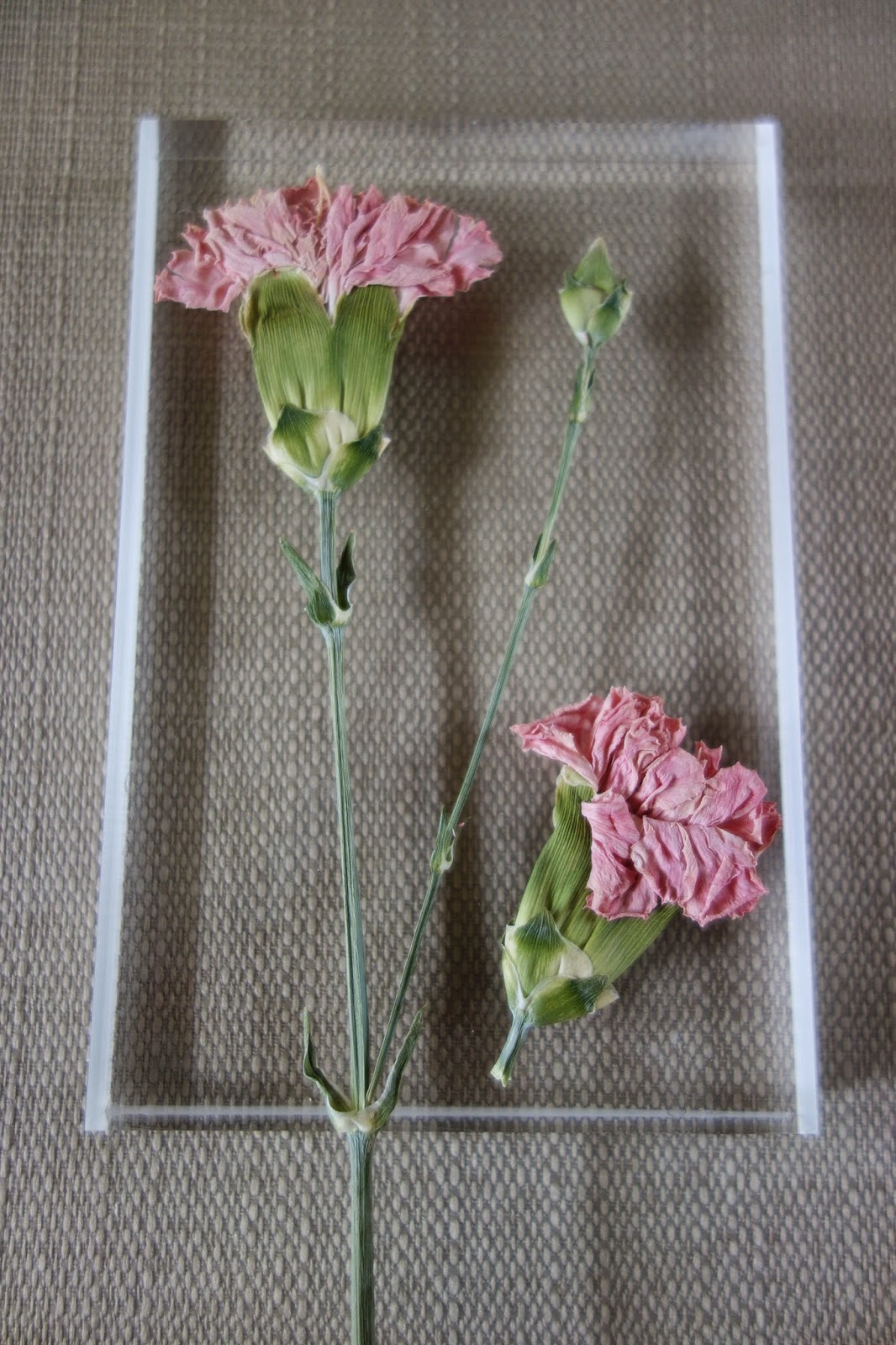 blah to TADA!: Pressed Flowers