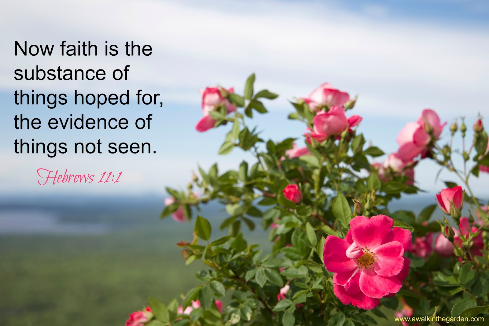 A Walk In The Garden: Bible Verse: Hebrews 11:1 A Walk In The Garden: Bible Verse: Hebrews 11:1
